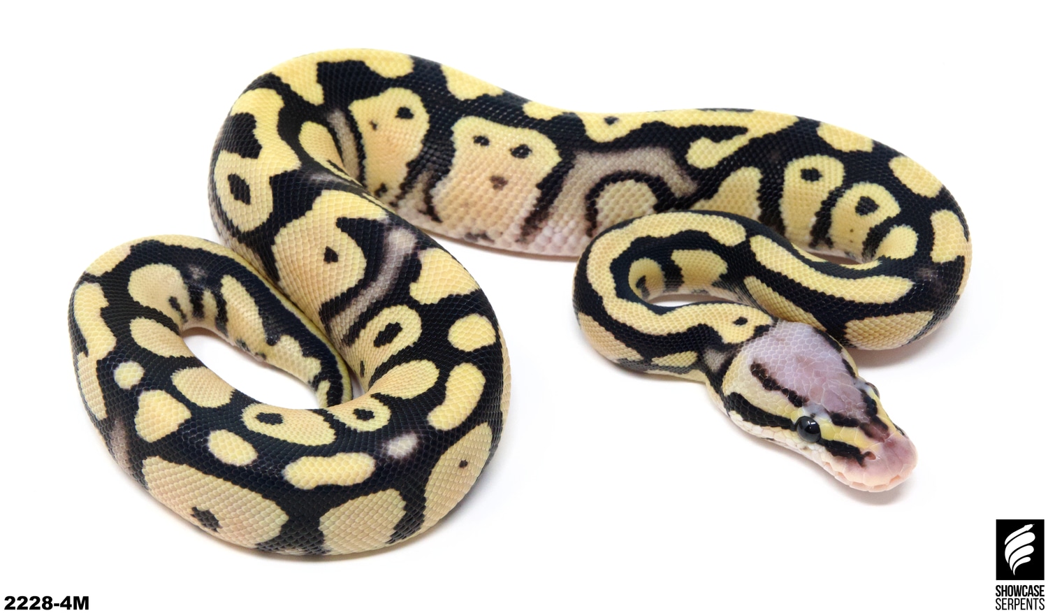 Pastel (Possible Blackhead) Desert Ghost Het Clown Het Genetic Stripe ...