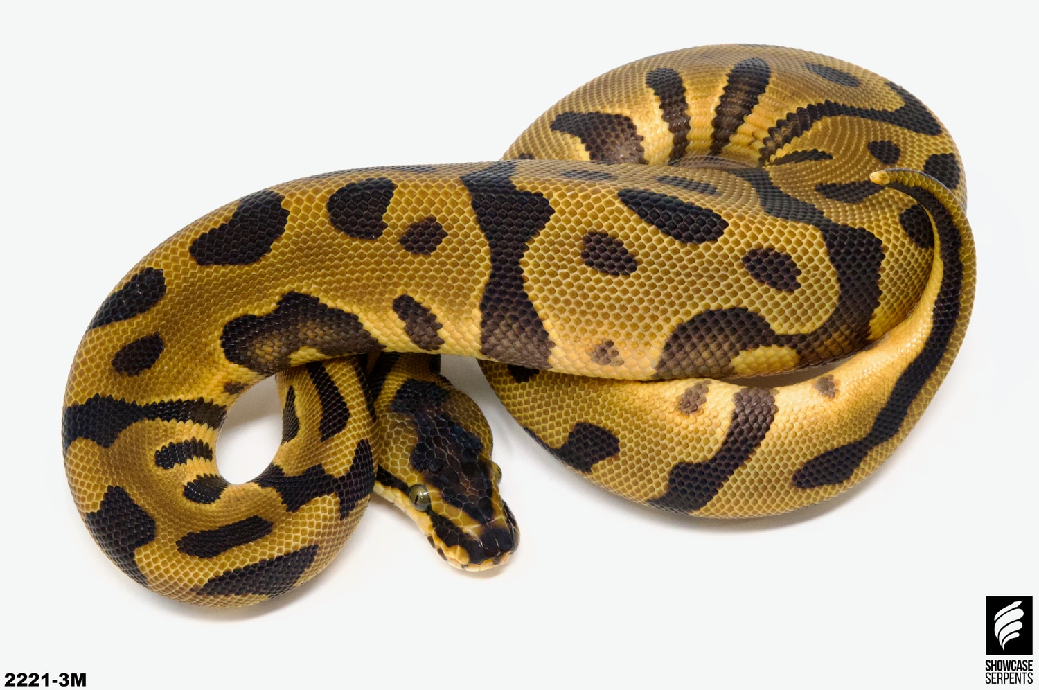 Enchi Leopard Triple Het Desert Ghost Clown Pied Ball Python by ...
