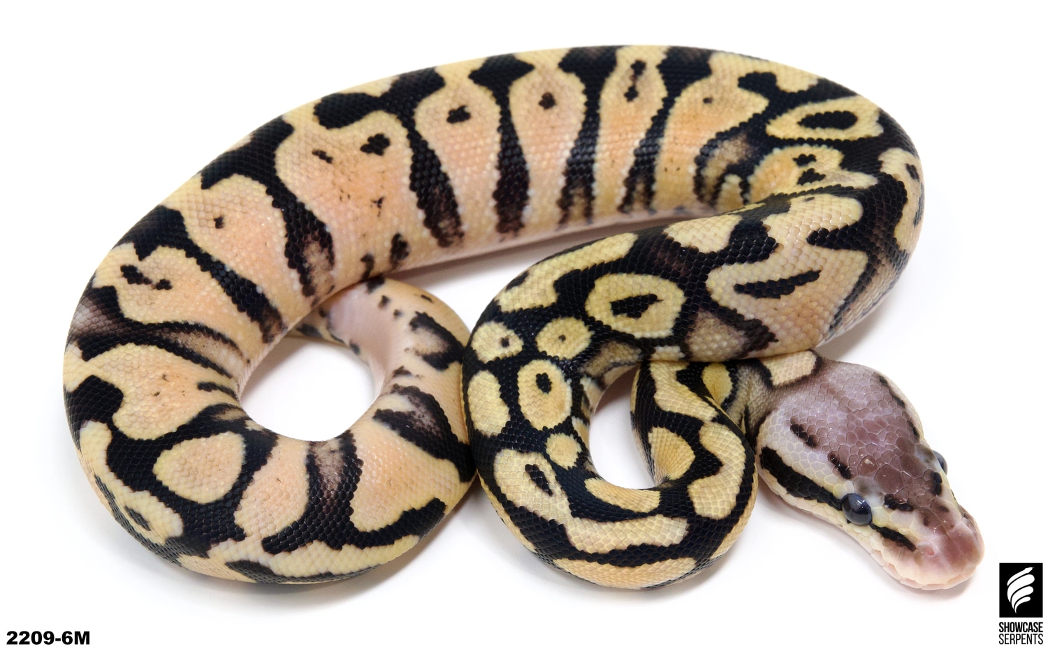Pastel Redstripe Het Clown Het Desert Ghost Ball Python by Showcase ...
