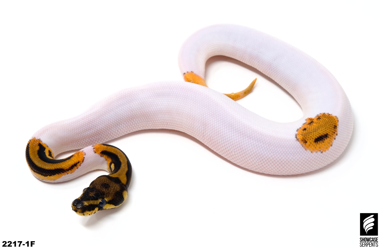 Orange Dream Leopard Pied Het Clown Ball Python by Showcase Serpents ...