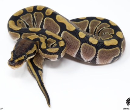 Spotnose Lesser Confusion Clown Ball Python by Showcase Serpents ...