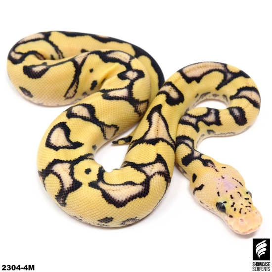 Yellowbelly Pastel Desert Ghost Clown Ball Python by Showcase Serpents