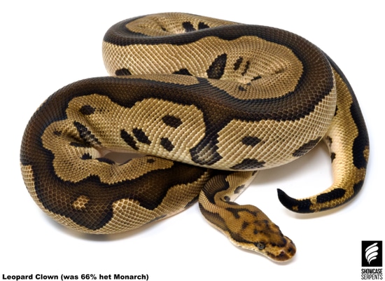 Proven Breeder Leopard Clown (Was 66% Het. Monarch) Ball Python by ...