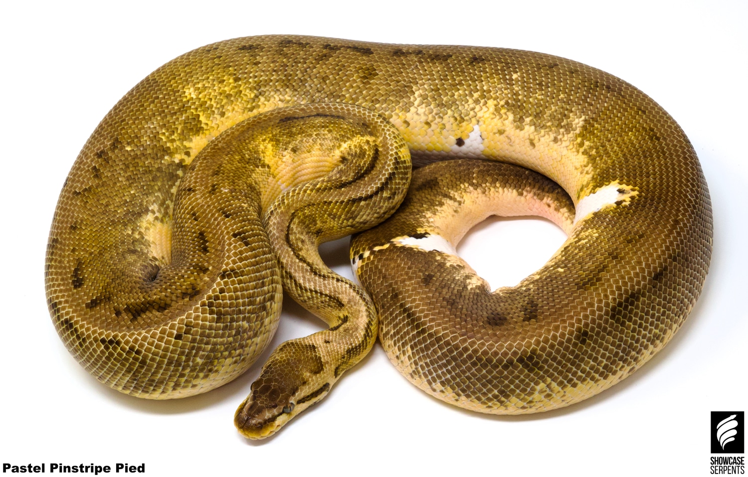 RTB Pastel Pinstripe Pied Ball Python by Showcase Serpents - MorphMarket