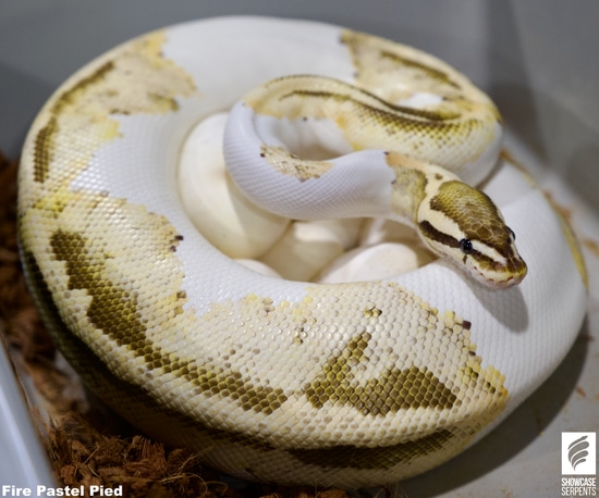 RTB Proven Breeder Pastel Fire Pied Ball Python by Showcase Serpents