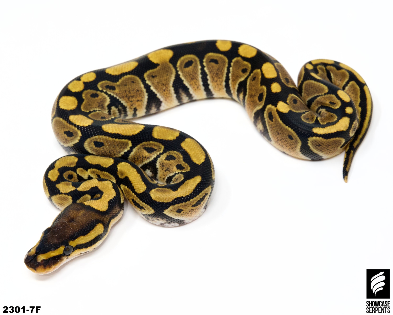 Het Monarch Het Clown Ball Python by Showcase Serpents - MorphMarket