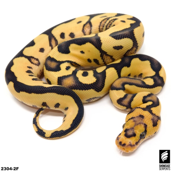 Yellowbelly Desert Ghost Clown Ball Python by Showcase Serpents