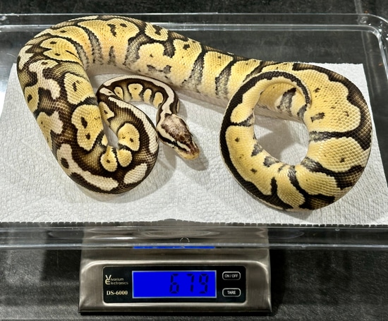 Pastel Het Monarch Het Genetic Stripe Ball Python by Showcase Serpents