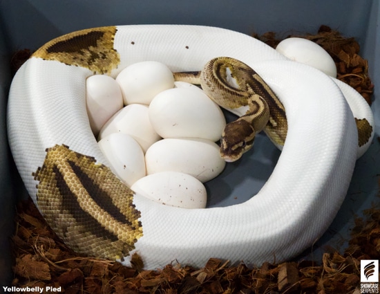 Yellowbelly Pied Ball Python by Showcase Serpents