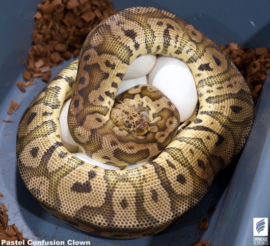 Pastel Confusion Clown 7mm Follicles *Proven Breeder* Ball Python by ...