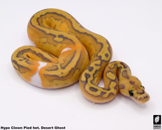 Hypo Clown Pied Het Desert Ghost Ball Python by Showcase Serpents