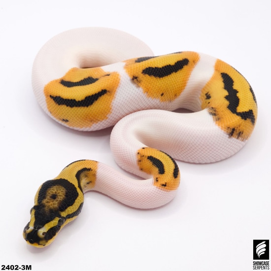 Orange Dream Desert Ghost Pied Ball Python by Showcase Serpents
