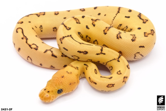 Yellowbelly Pinstripe Desert Ghost Clown Ball Python by Showcase Serpents