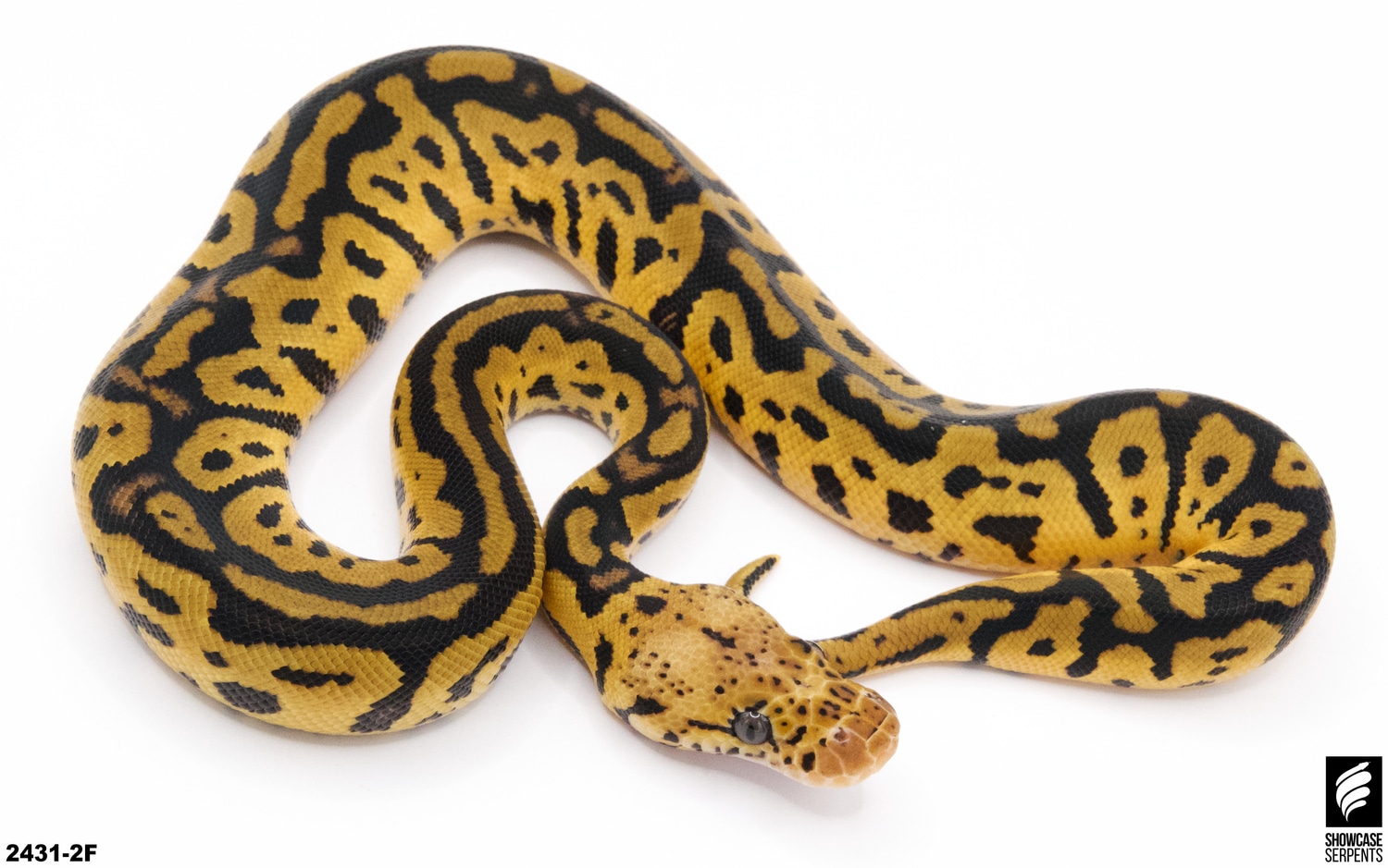 Yellowbelly Pastel Confusion Clown het. Desert Ghost