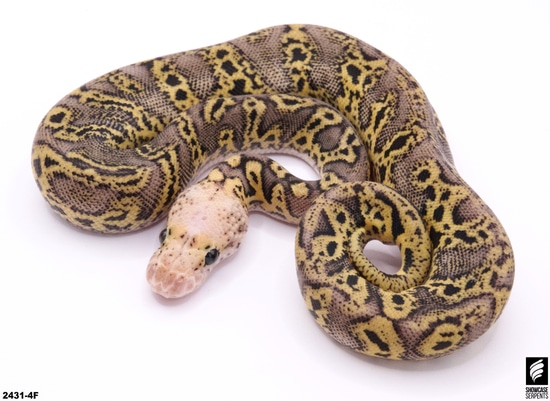 Pastel Confusion Yellowbelly Clown Het. Desert Ghost Ball Python by ...