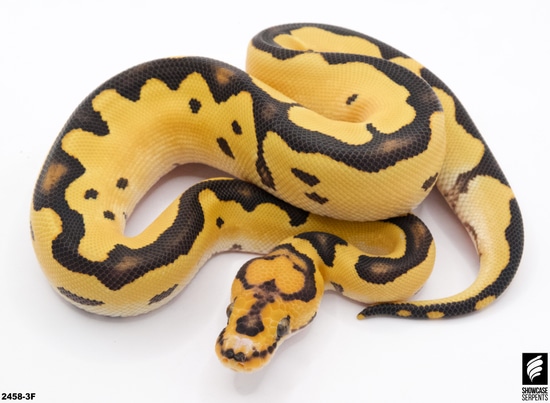 Orange Dream Desert Ghost Clown Ball Python by Showcase Serpents