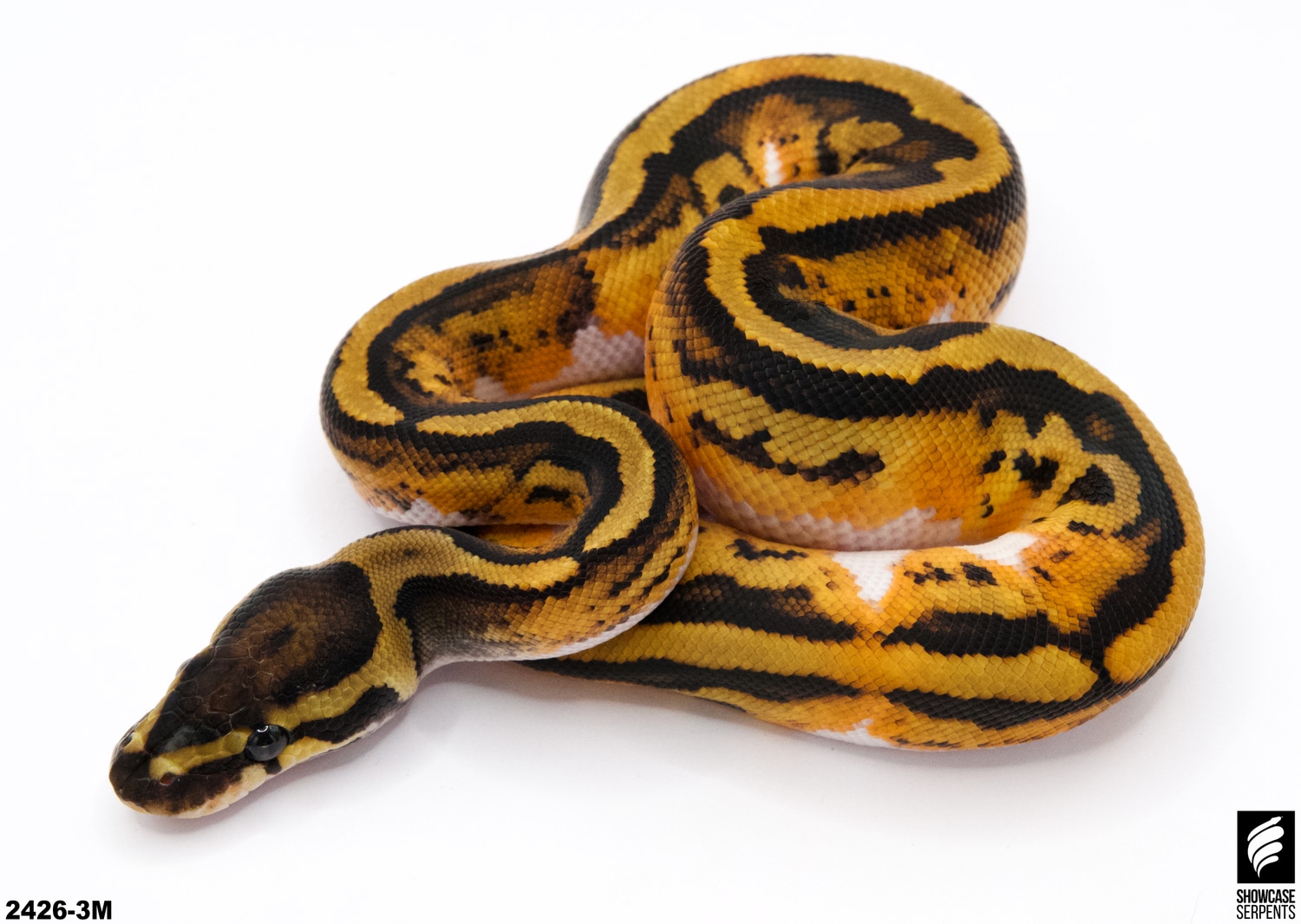 Yellowbelly Pied double het. Desert Ghost Clown