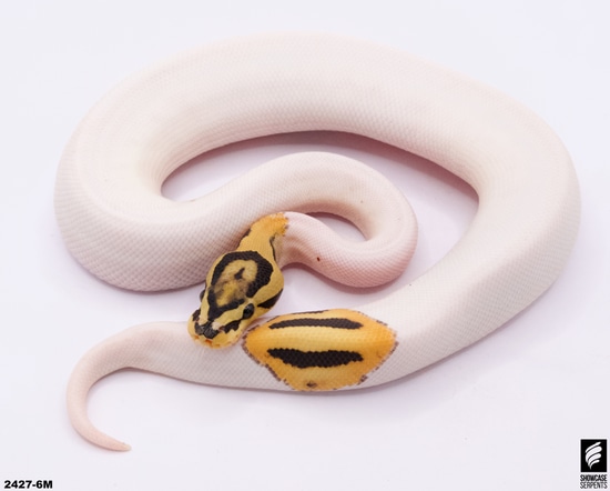 Leopard Cryptic Desert Ghost Pied Ball Python by Showcase Serpents