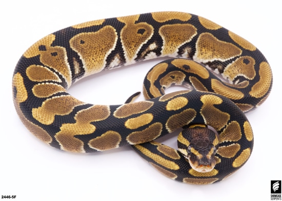 100% Dbl Het. Desert Ghost Monarch 50% Het. Hypo Ball Python by ...