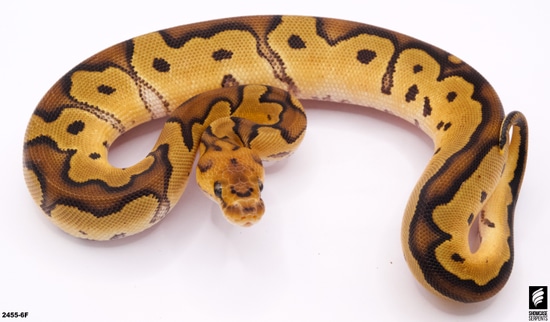 Clown Het. Desert Ghost Genetic Stripe Ball Python by Showcase Serpents