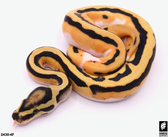 Orange Dream Desert Ghost Pied Ball Python by Showcase Serpents