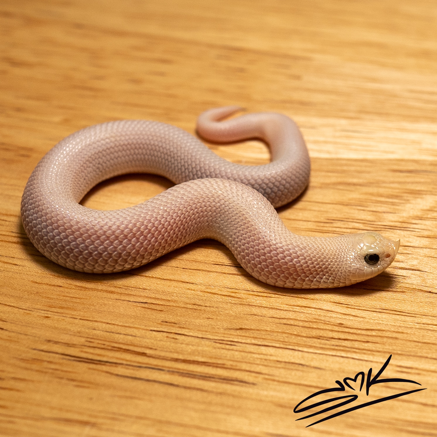 Leucistic Western Hognose by SMK - MorphMarket
