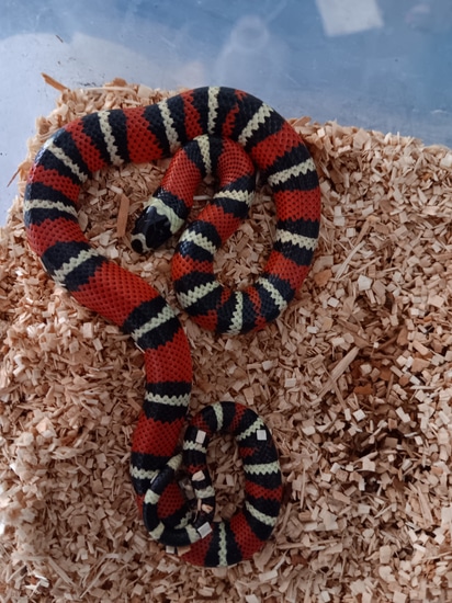 Stuarti Het For White Aberrant Stuart's Milk Snake by Rock And Rosys