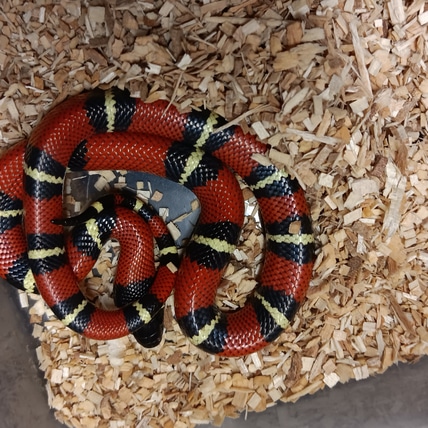 Rock And Rosys - MorphMarket