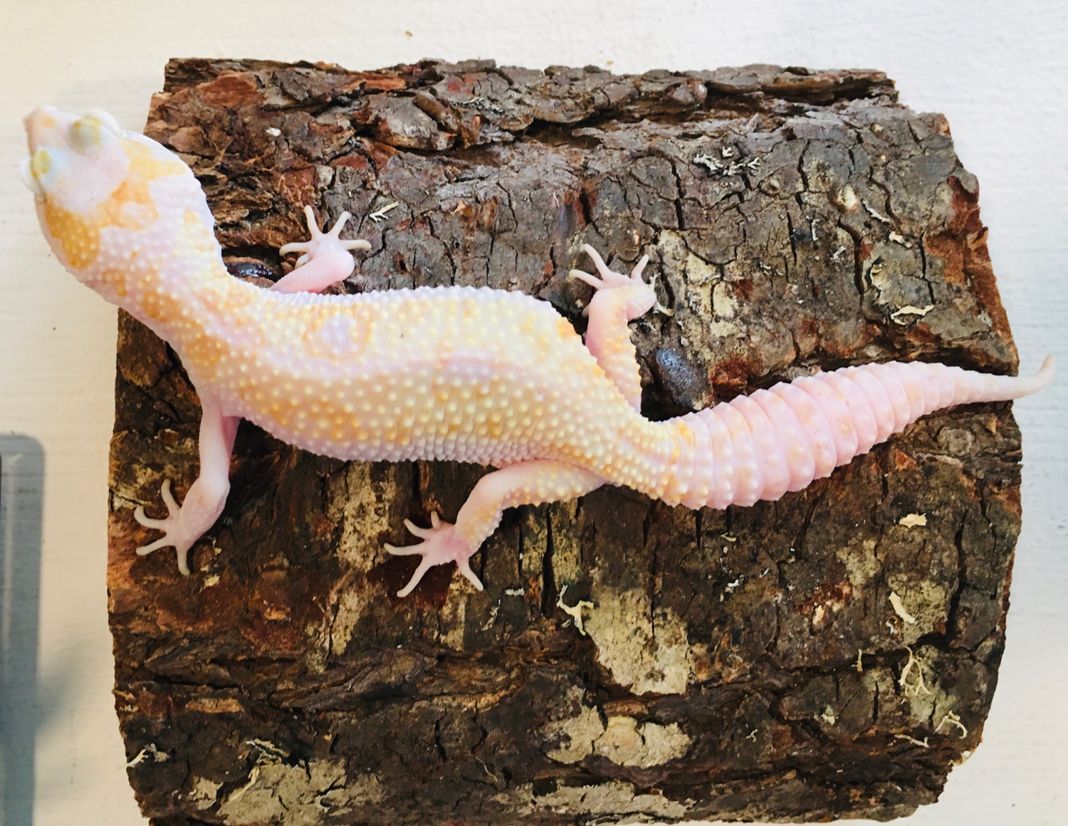 W/Y Mack Snow Tremper Leopard Gecko by Safari Geckos - MorphMarket