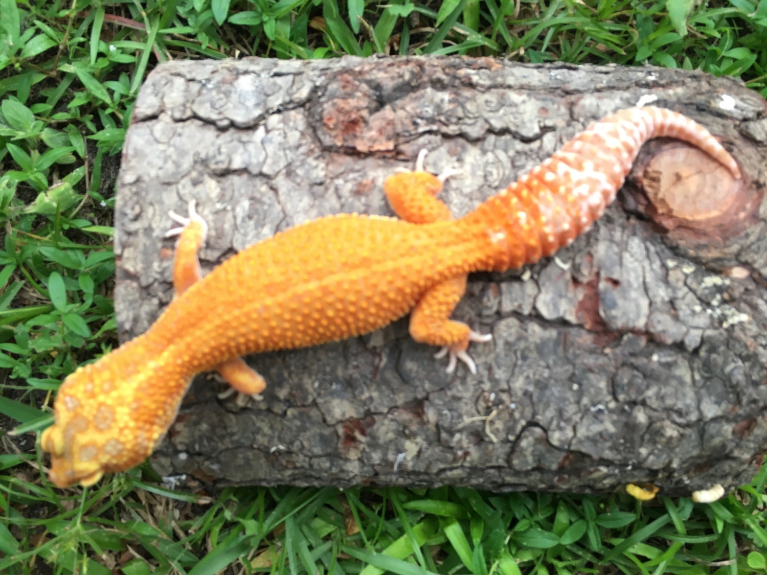 Copper Tangerine Tremper 100% Het Raptor Leopard Gecko by Safari Geckos ...