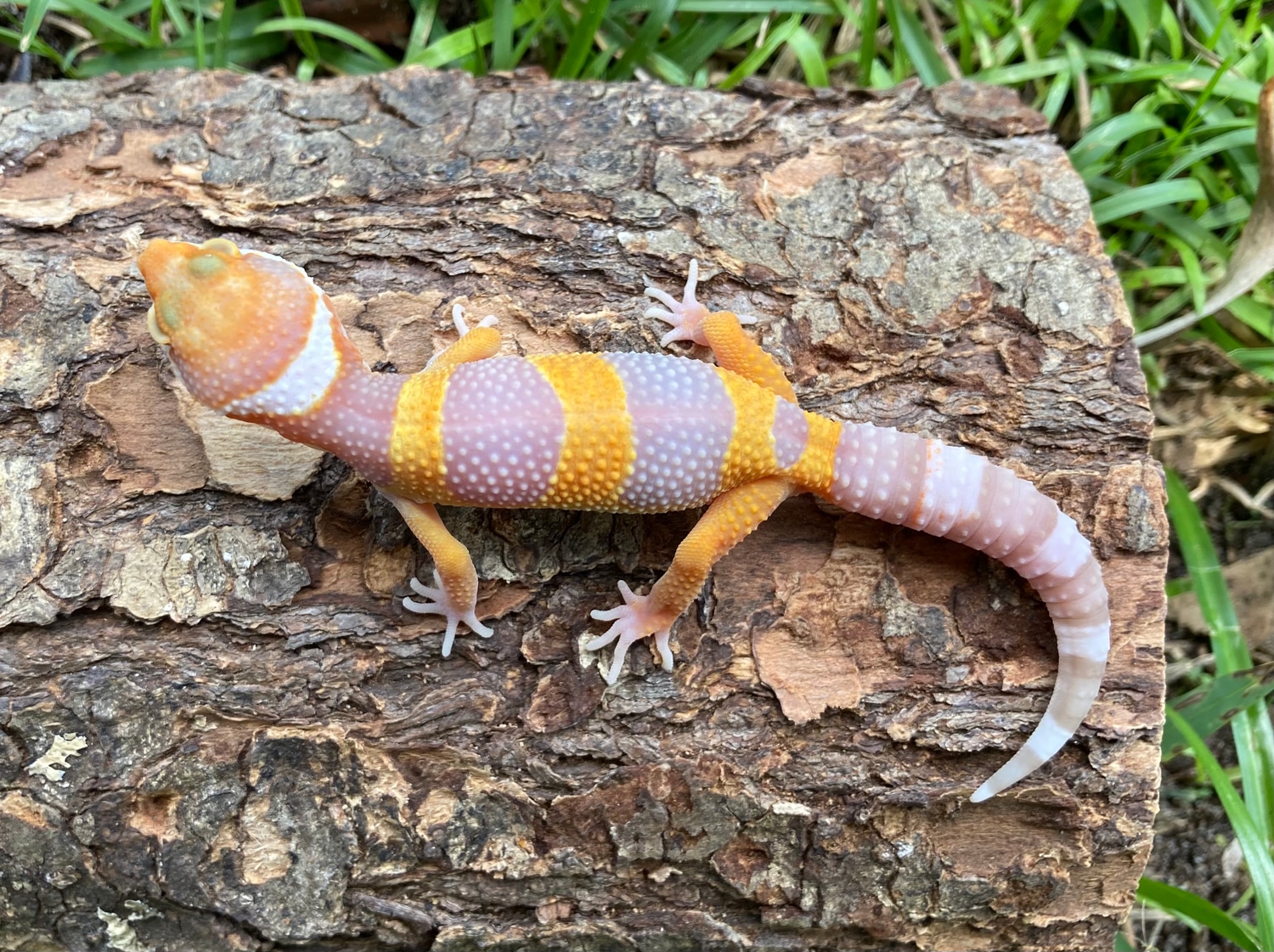 Mandarin Sunglow Tremper Albino Leopard Gecko by Safari Geckos ...