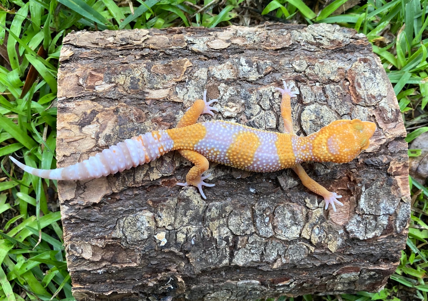 Mandarin Tremper Sunglow Leopard Gecko by Safari Geckos - MorphMarket