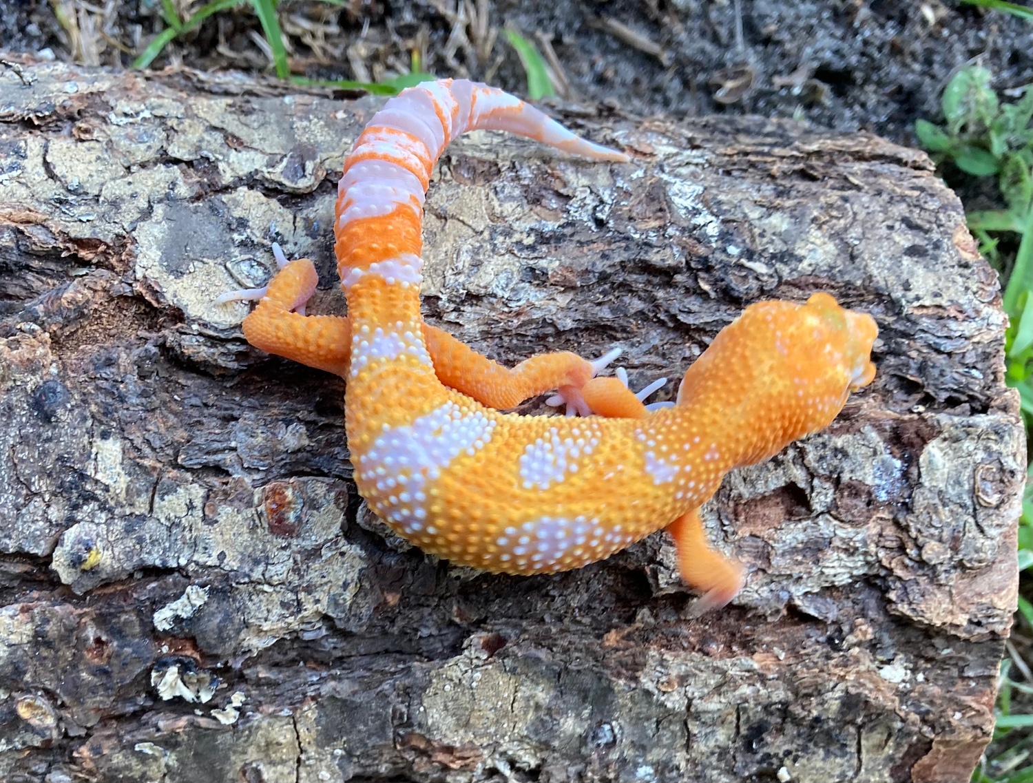 BOGO W/Y Mandarin Tremper Leopard Gecko by Safari Geckos - MorphMarket