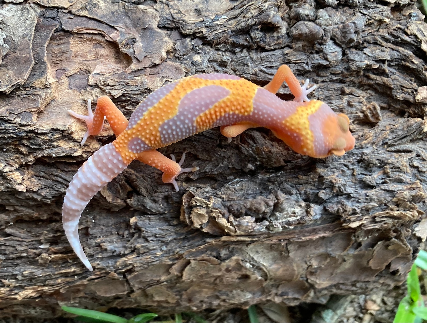 Mandarin Tangerine Tremper Leopard Gecko by Safari Geckos - MorphMarket