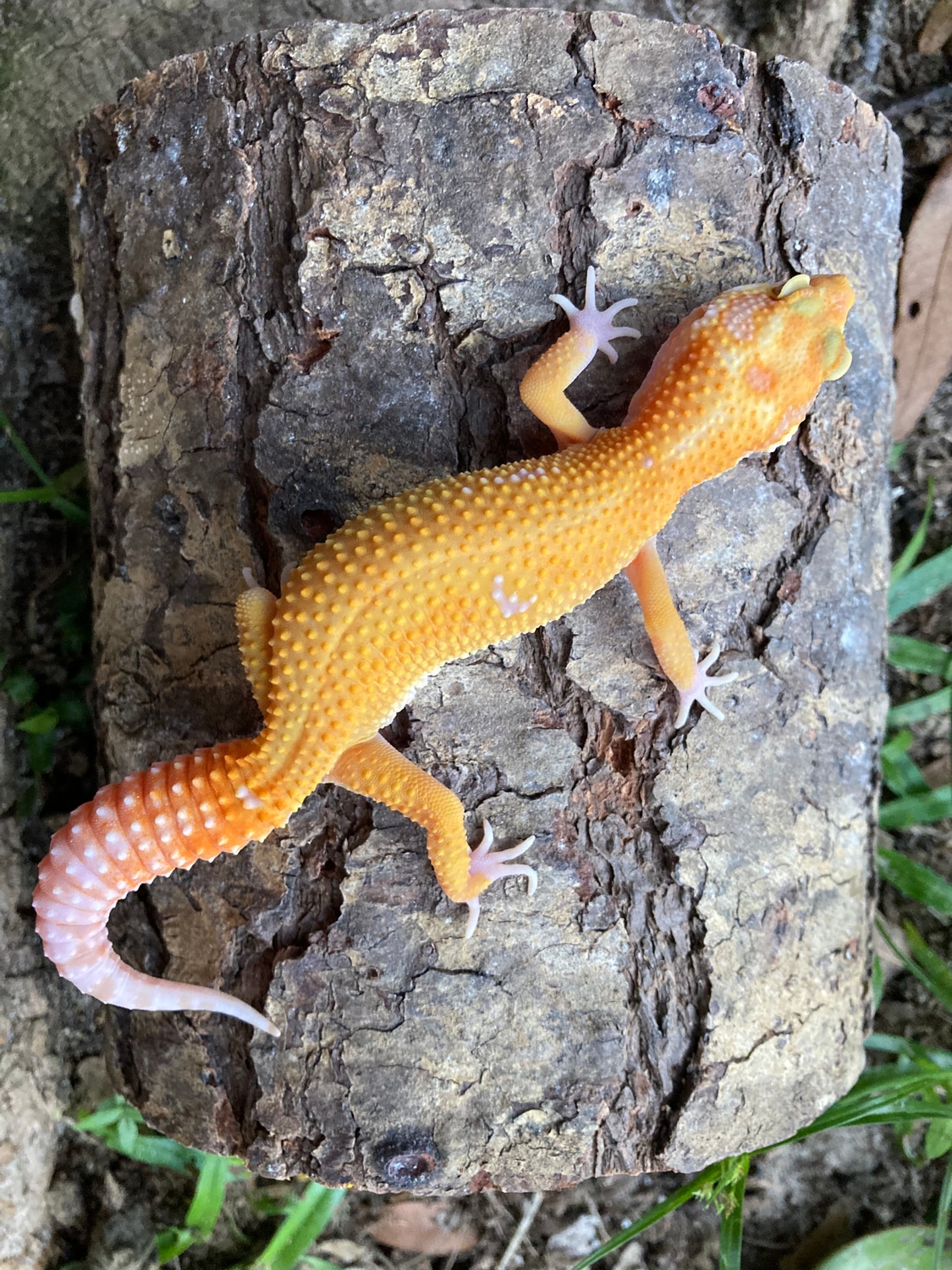 G-Project Tangerine Tremper Leopard Gecko by Safari Geckos - MorphMarket
