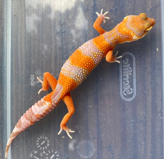 Mandarin Tangerine Tremper Leopard Gecko by Safari Geckos