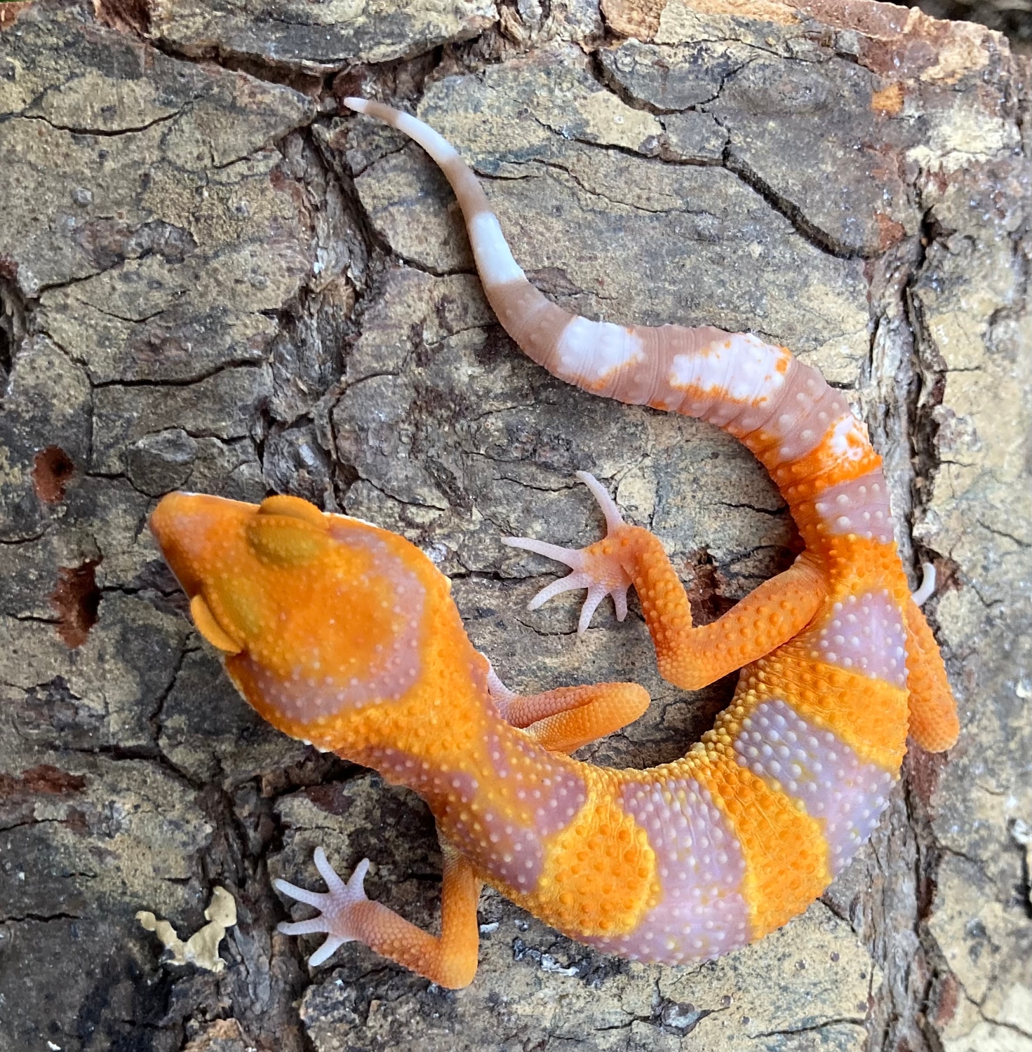 Mandarin Tangerine Tremper Leopard Gecko by Safari Geckos - MorphMarket