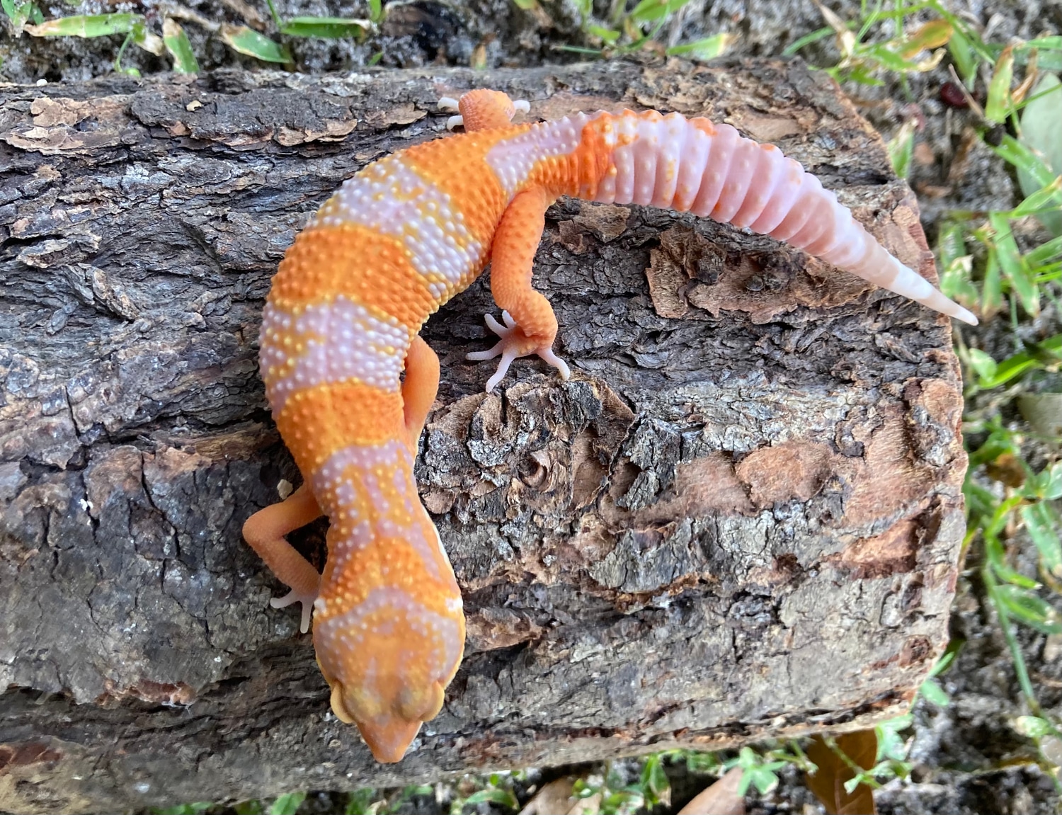 Mandarin Tangerine Tremper Leopard Gecko by Safari Geckos - MorphMarket