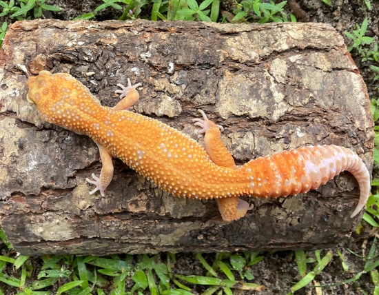 Tangerine Tremper Het Raptor Leopard Gecko by Safari Geckos