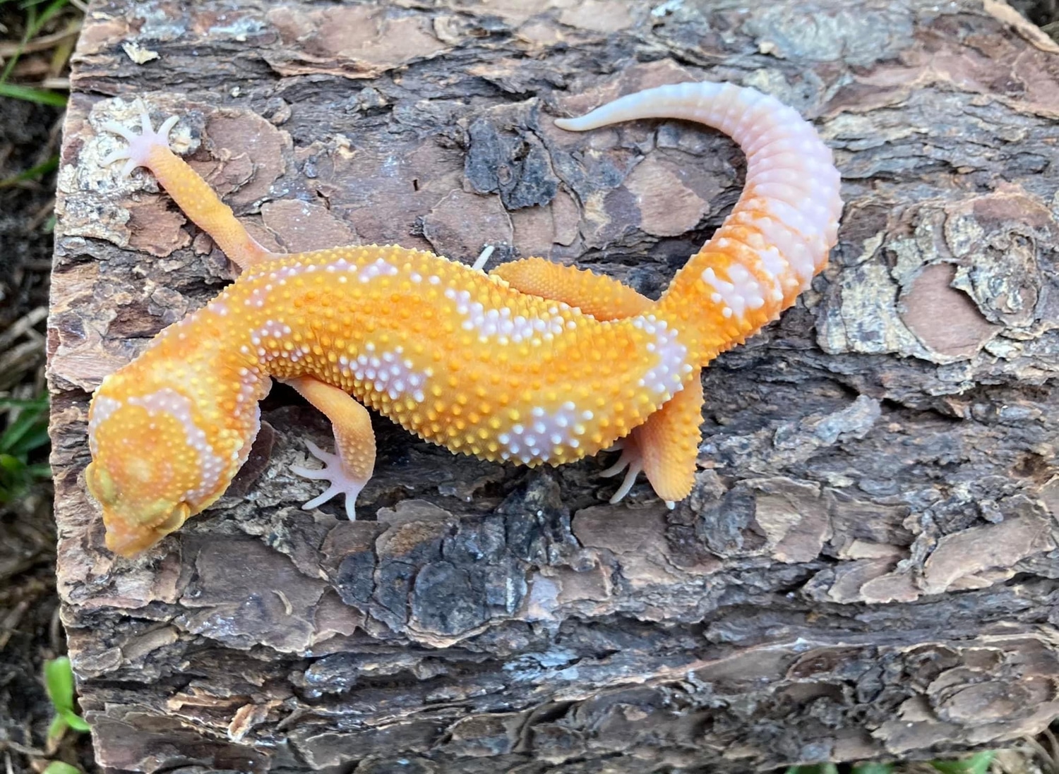 BOGO Tangerine Tremper Leopard Gecko by Safari Geckos - MorphMarket