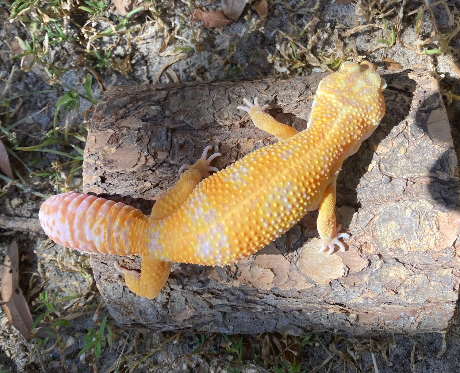 BOGO Tangerine Tremper Leopard Gecko by Safari Geckos - MorphMarket