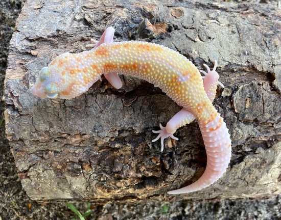 W/Y Tangerine Snake-Eye Eclipse Tremper Leopard Gecko by Safari Geckos