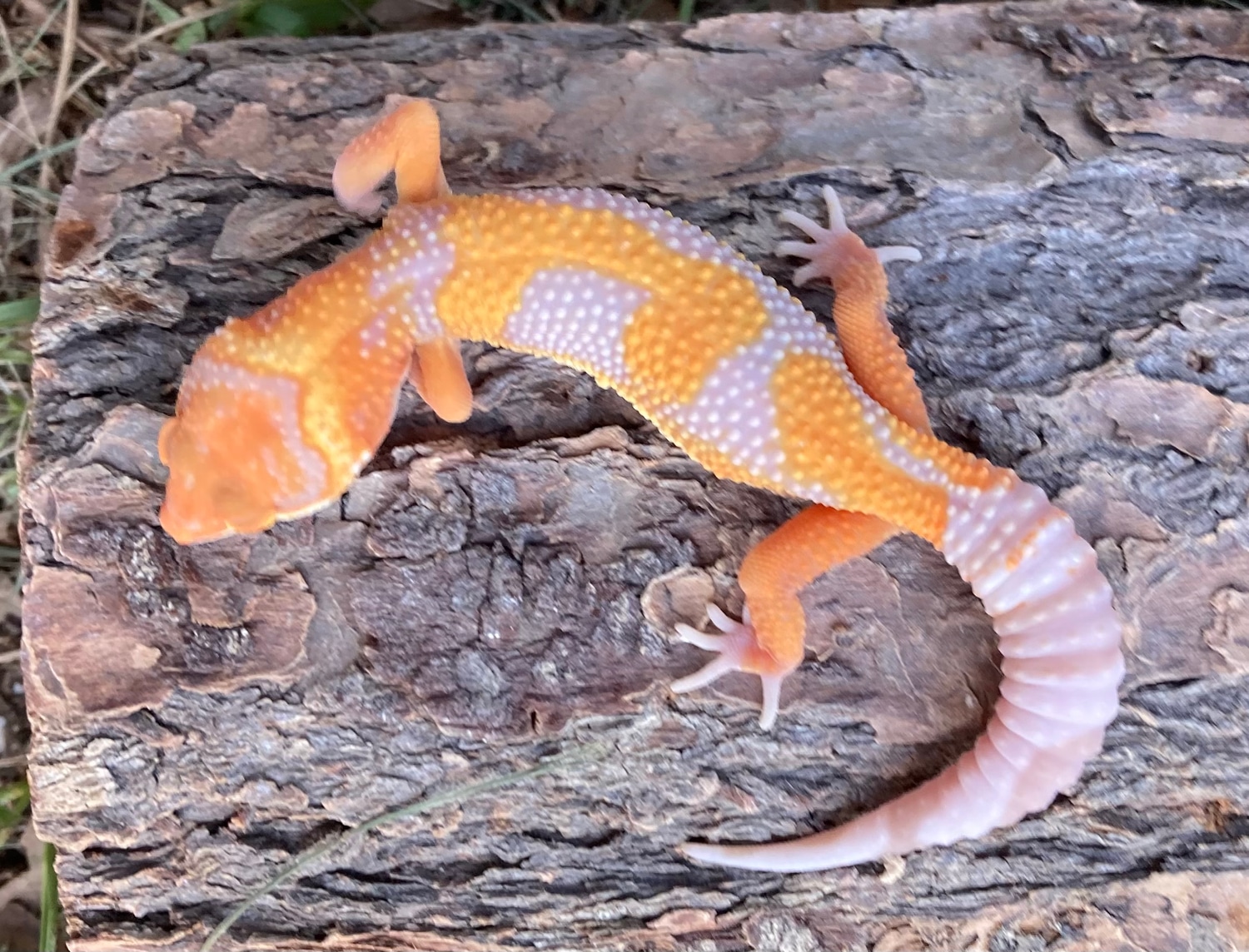 Jungle Tangerine Tremper Leopard Gecko by Safari Geckos - MorphMarket
