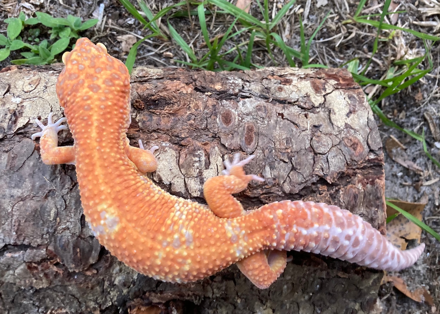 Giant Mandarin Tangerine Tremper Leopard Gecko by Safari Geckos ...