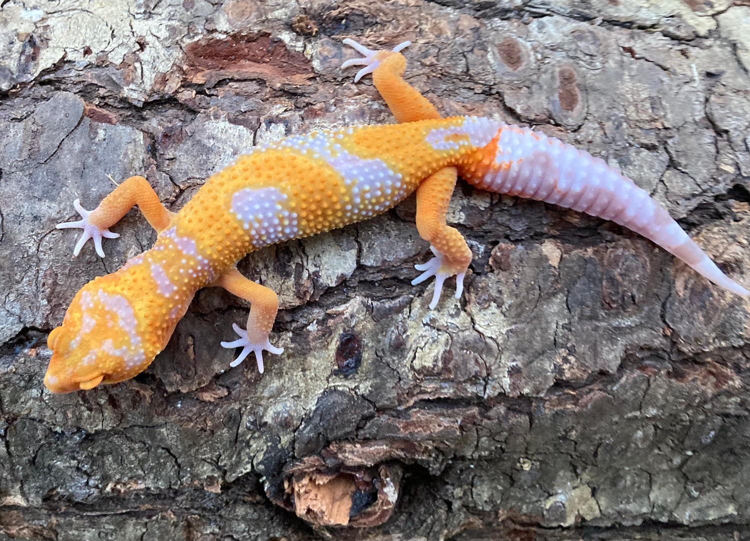 Mandarin Tangerine Tremper Leopard Gecko by Safari Geckos - MorphMarket