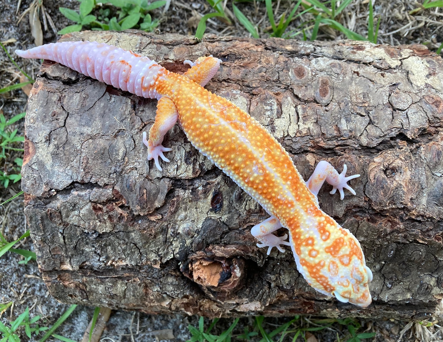 W/Y Tangerine Tremper Leopard Gecko by Safari Geckos - MorphMarket