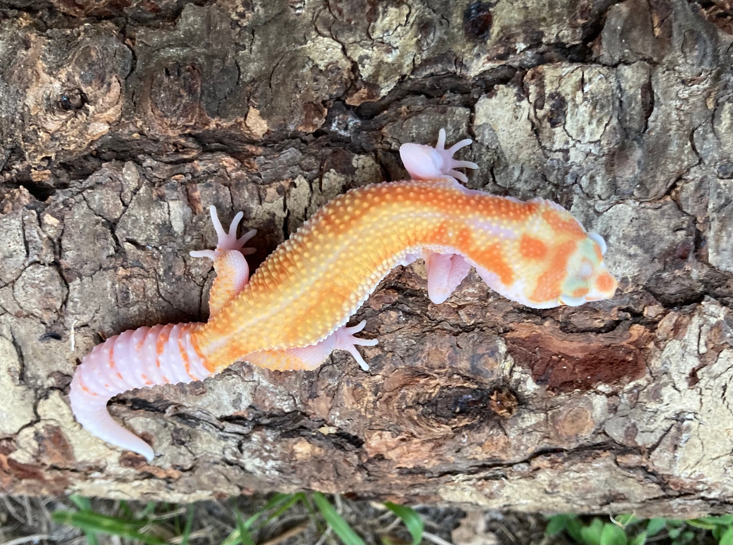 W/Y G-Project Tangerine Tremper Leopard Gecko by Safari Geckos ...