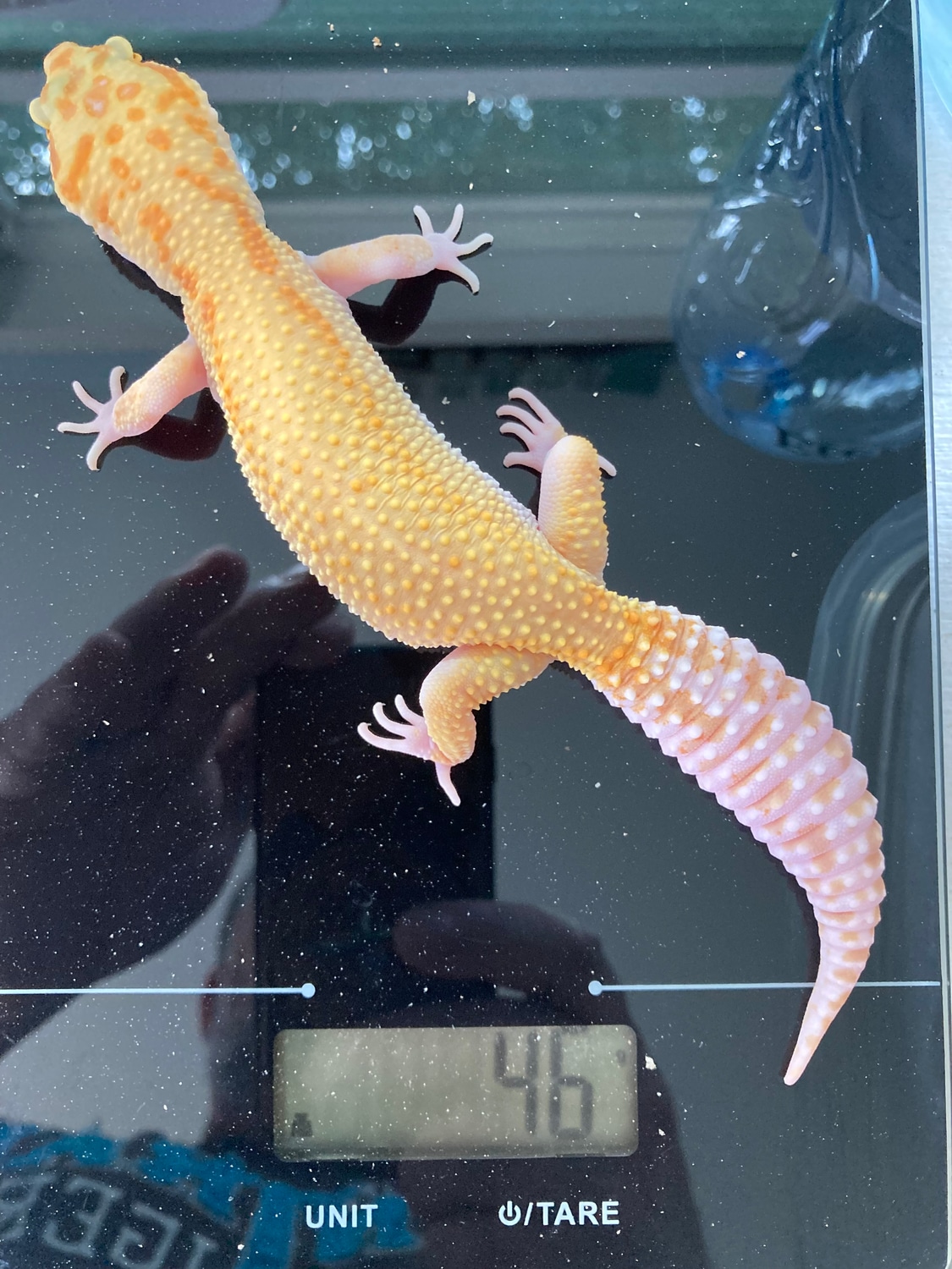 W/Y Tangerine Raptor Leopard Gecko by Safari Geckos - MorphMarket