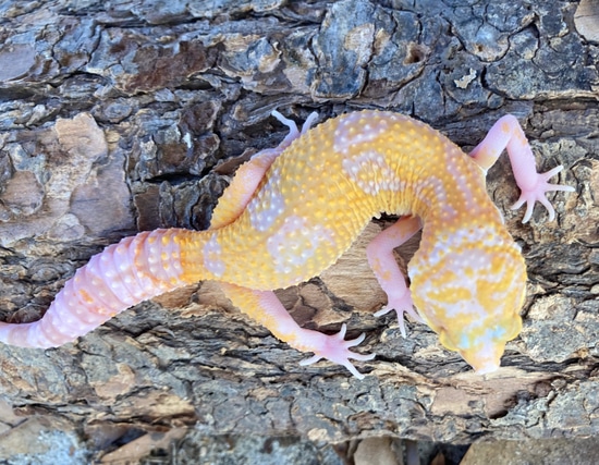 Stonewashed Tangerine Raptor Snake-Eyes Leopard Gecko by Safari Geckos