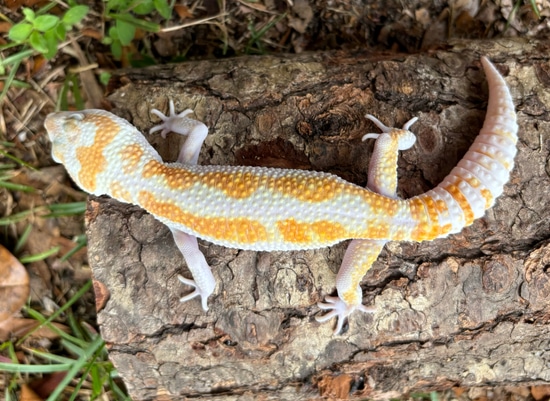 W/Y Mack Snow Tangerine Tremper Leopard Gecko by Safari Geckos